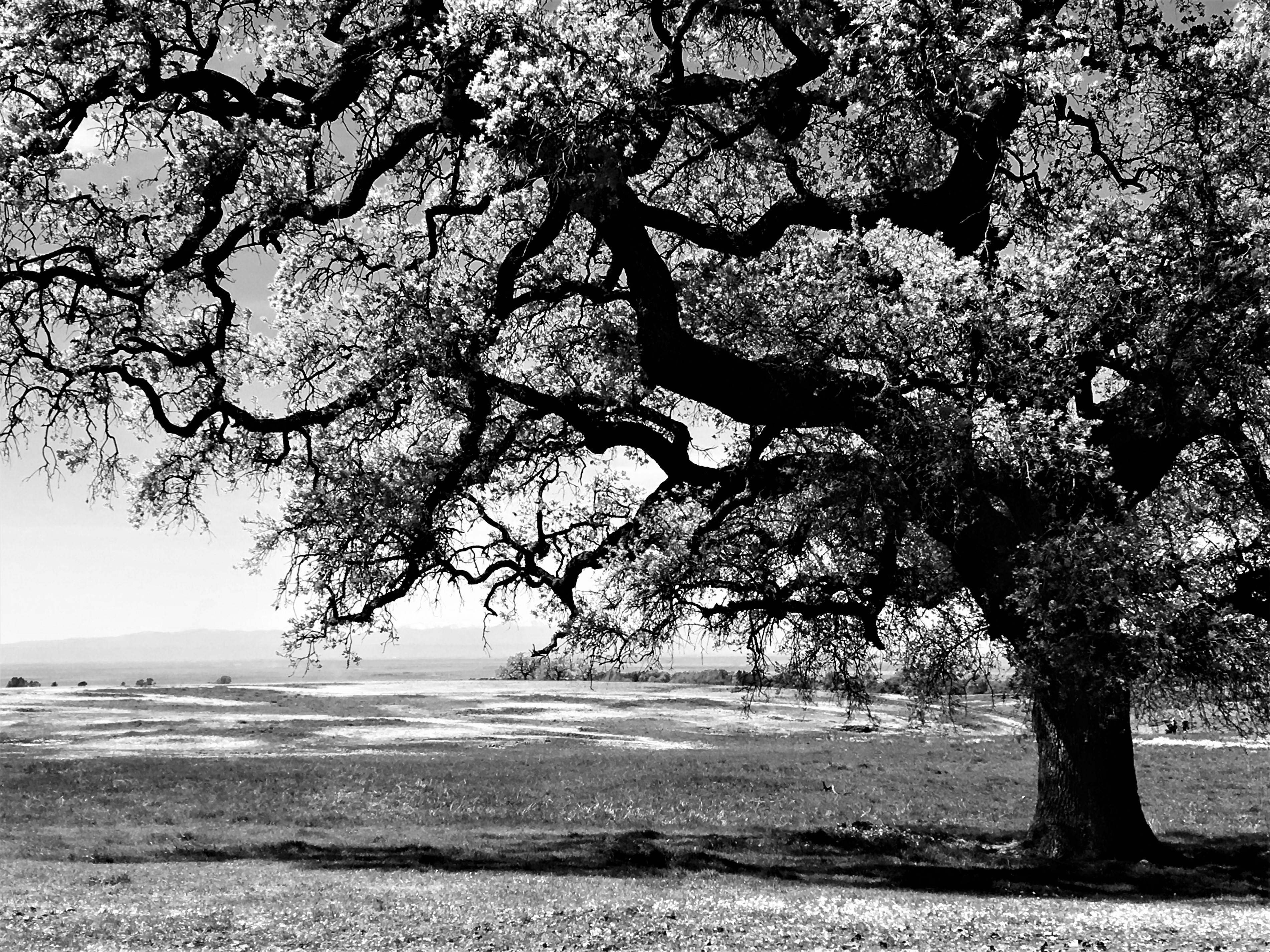 Photography – Linda Hawkins